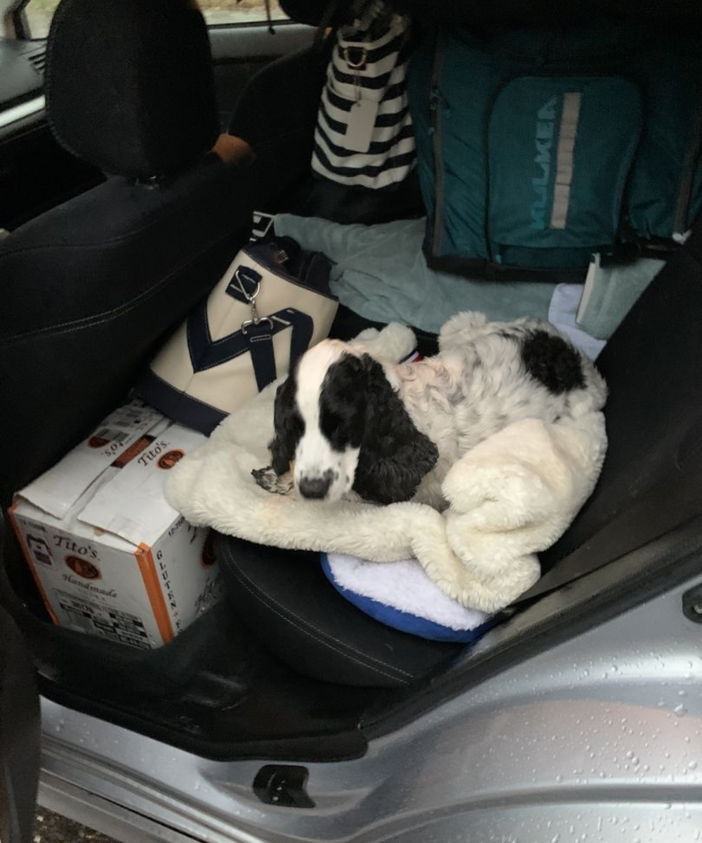 Windproof, Waterproof, Washable Faux Fur from Pretty Rugged